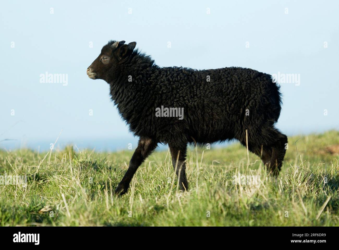 Rare nordic sheep hi-res stock photography and images - Alamy