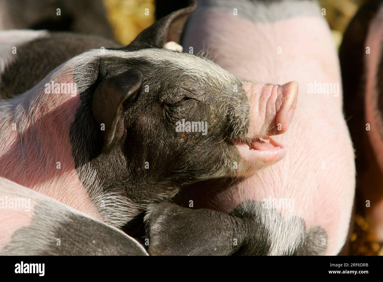 Livestock pig hi-res stock photography and images - Alamy