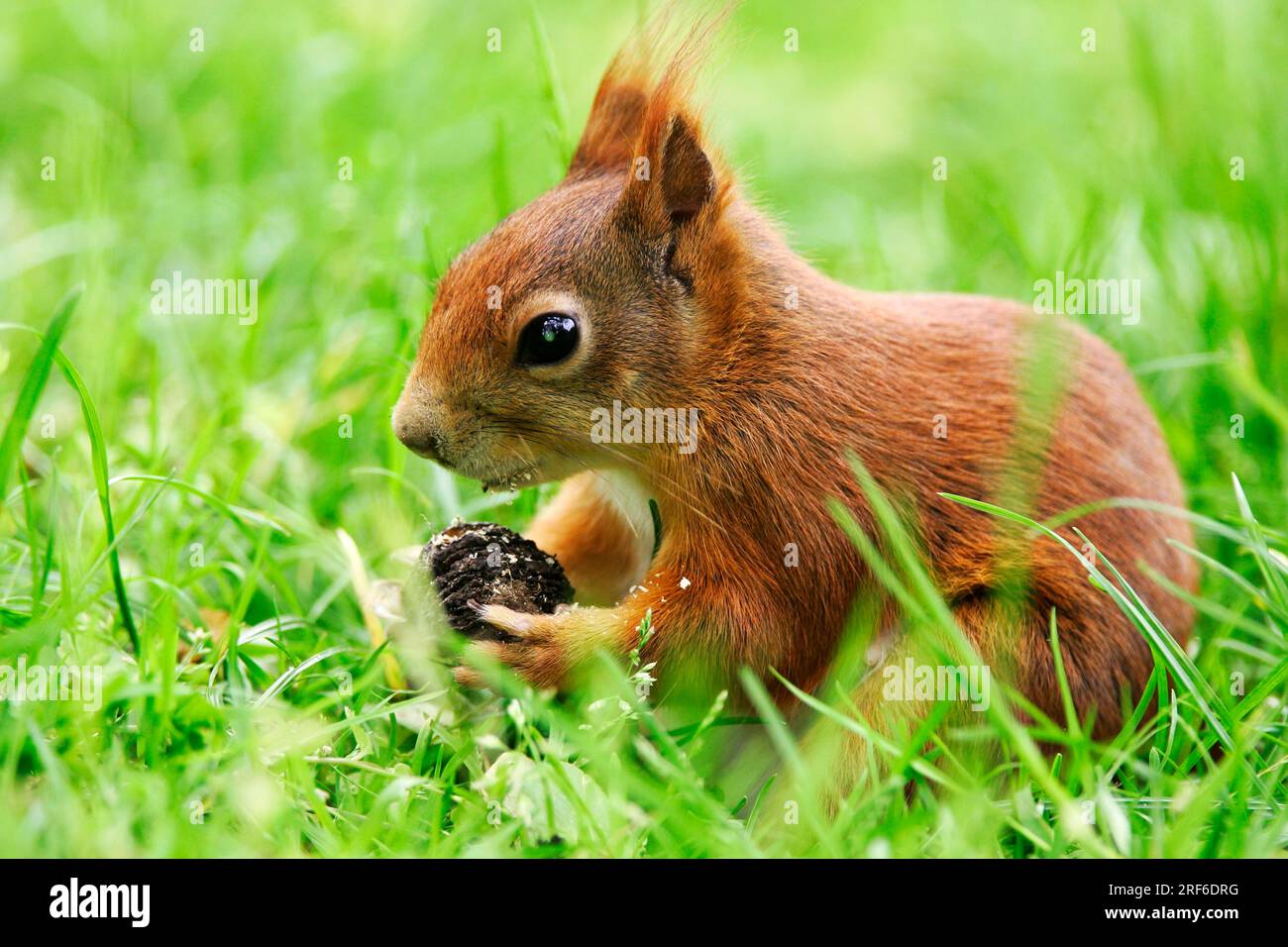 Eurasian red squirrel (Sciurus vulgaris), Red Squirrel eats a nut ...