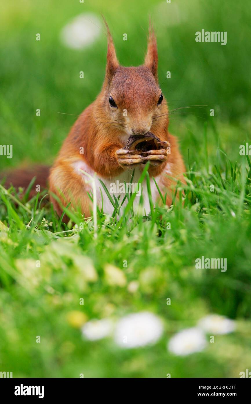 Eurasian red squirrel (Sciurus vulgaris), Red Squirrel eats a nut ...