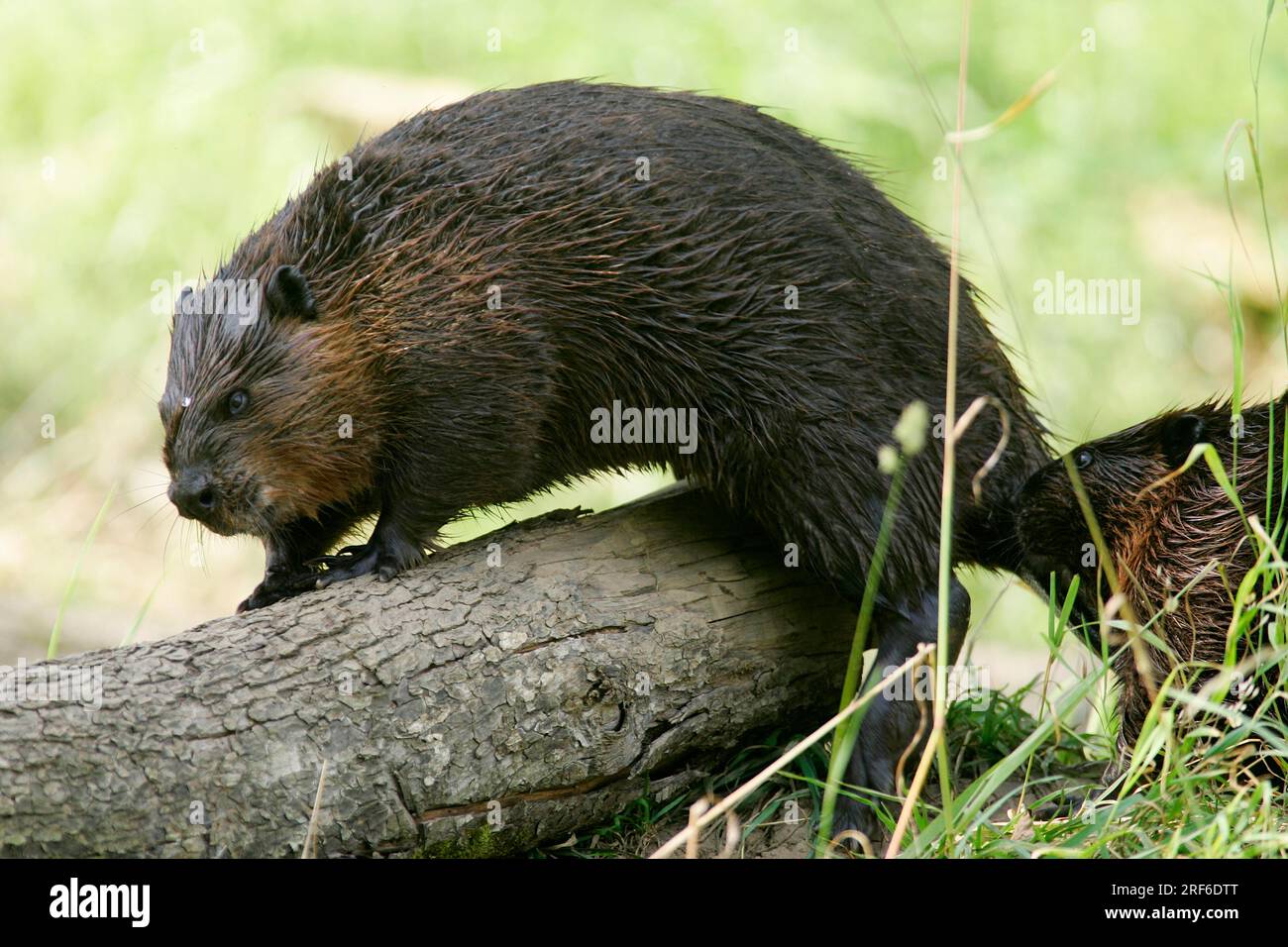 North American Beaver (Castor canadensis Stock Photo - Alamy