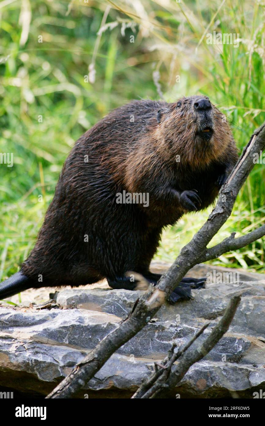 North American Beaver (Castor canadensis Stock Photo - Alamy