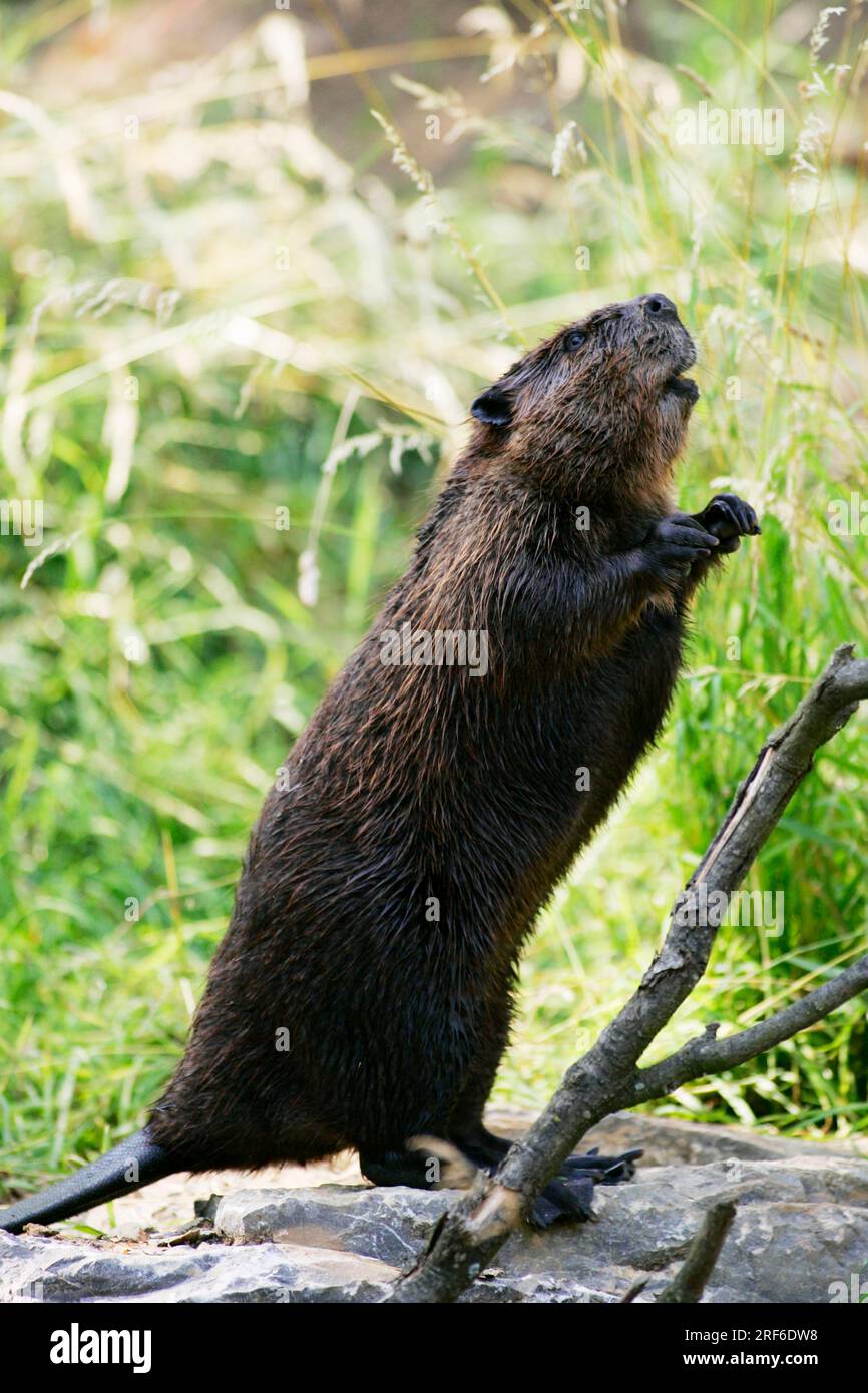 North American Beaver (Castor canadensis Stock Photo - Alamy