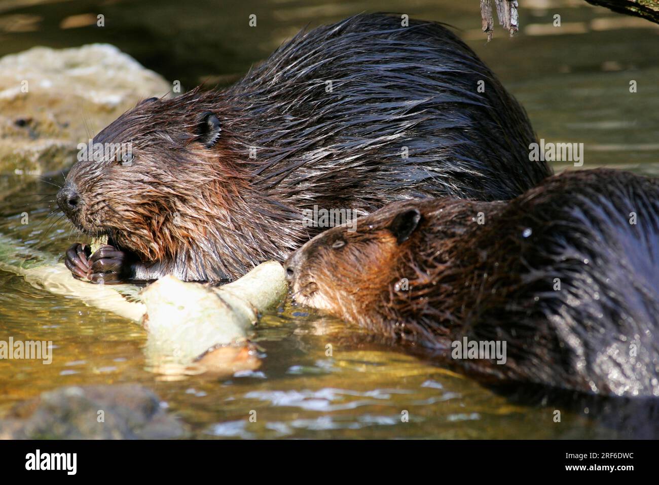 North American Beaver (Castor canadensis Stock Photo - Alamy