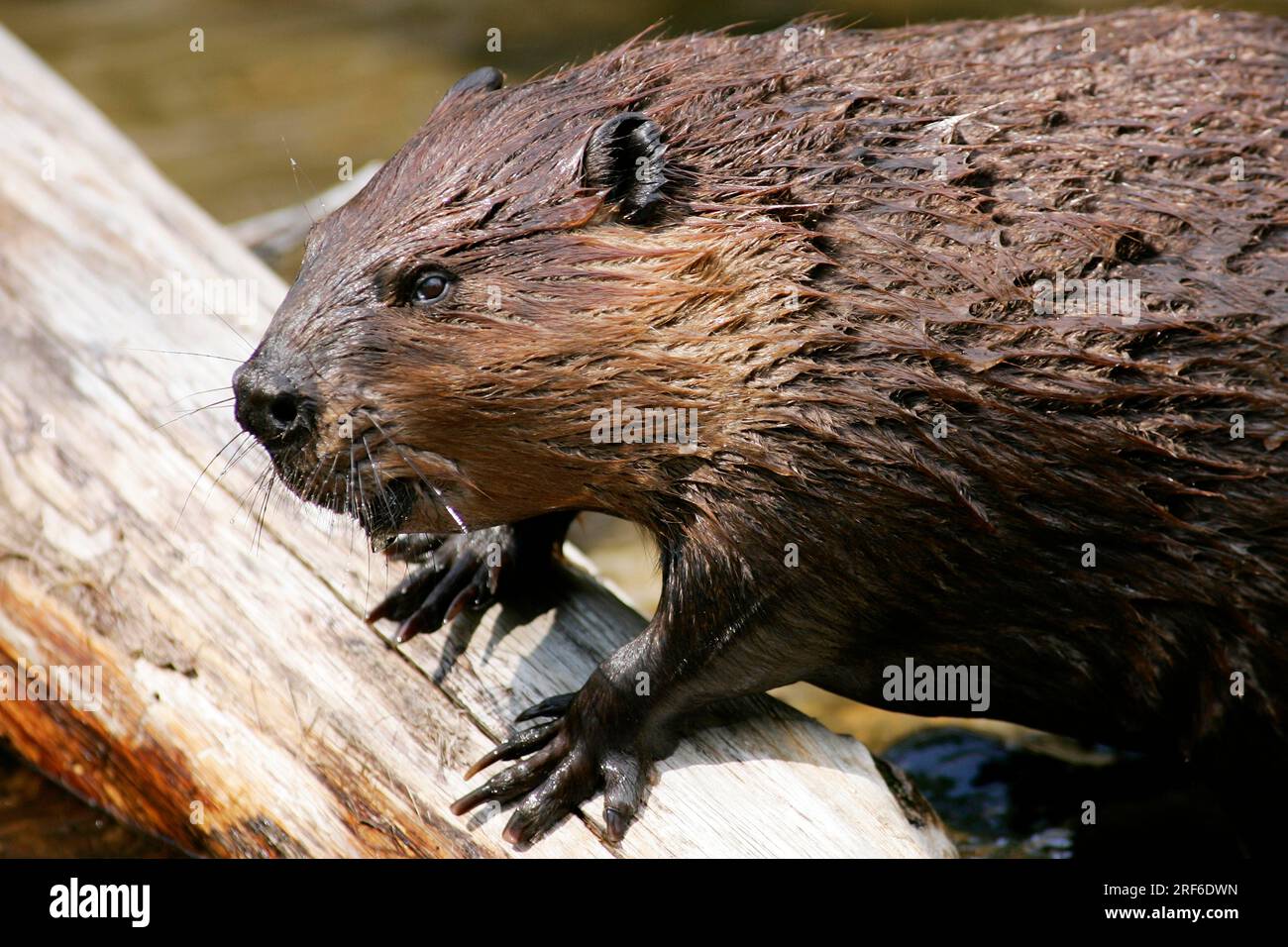 North American Beaver (Castor canadensis Stock Photo - Alamy