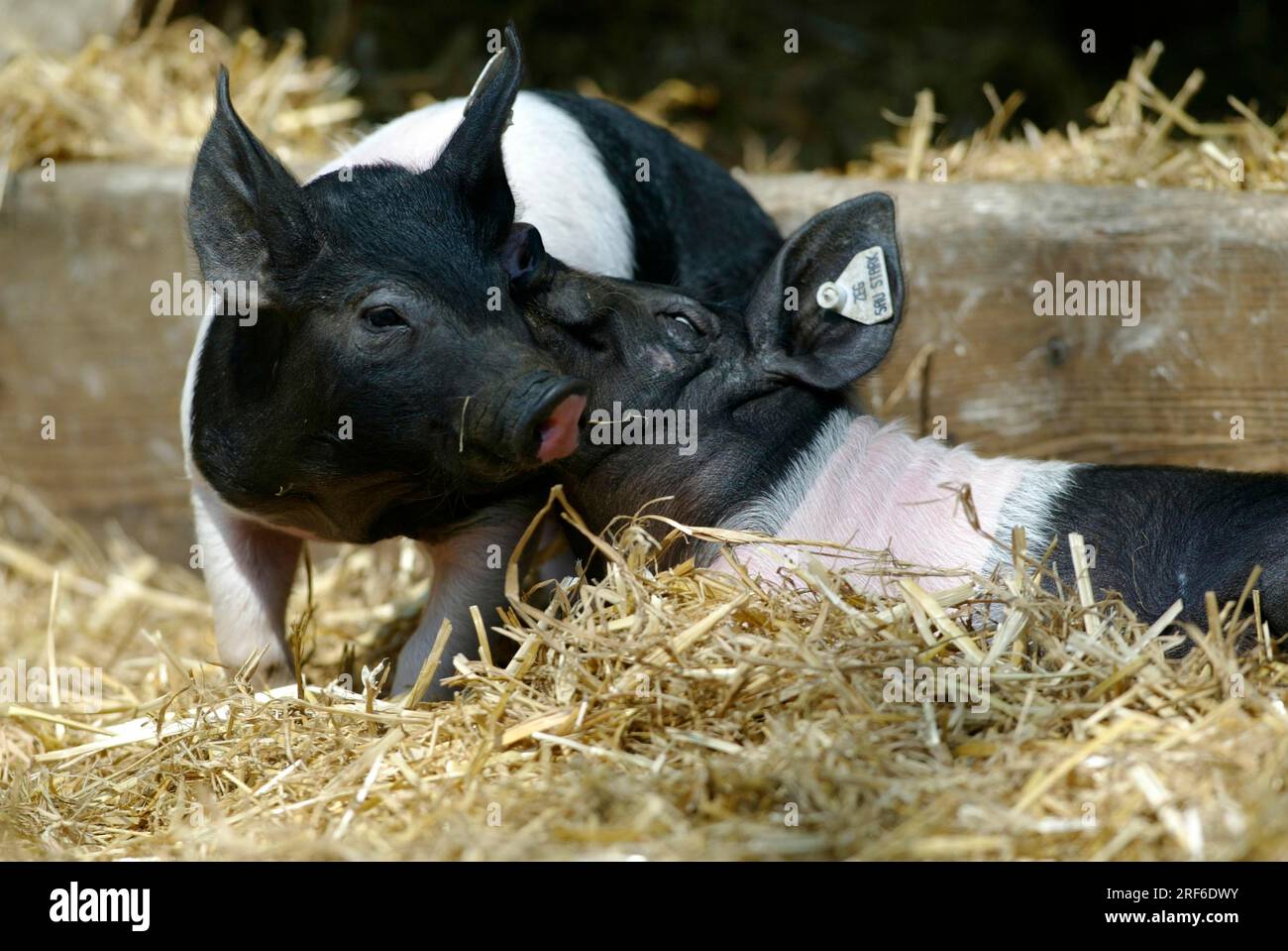 Pig hall hi-res stock photography and images - Alamy