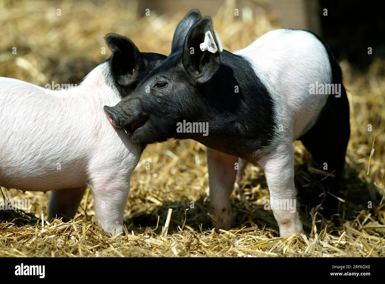 Pig hall hi-res stock photography and images - Alamy