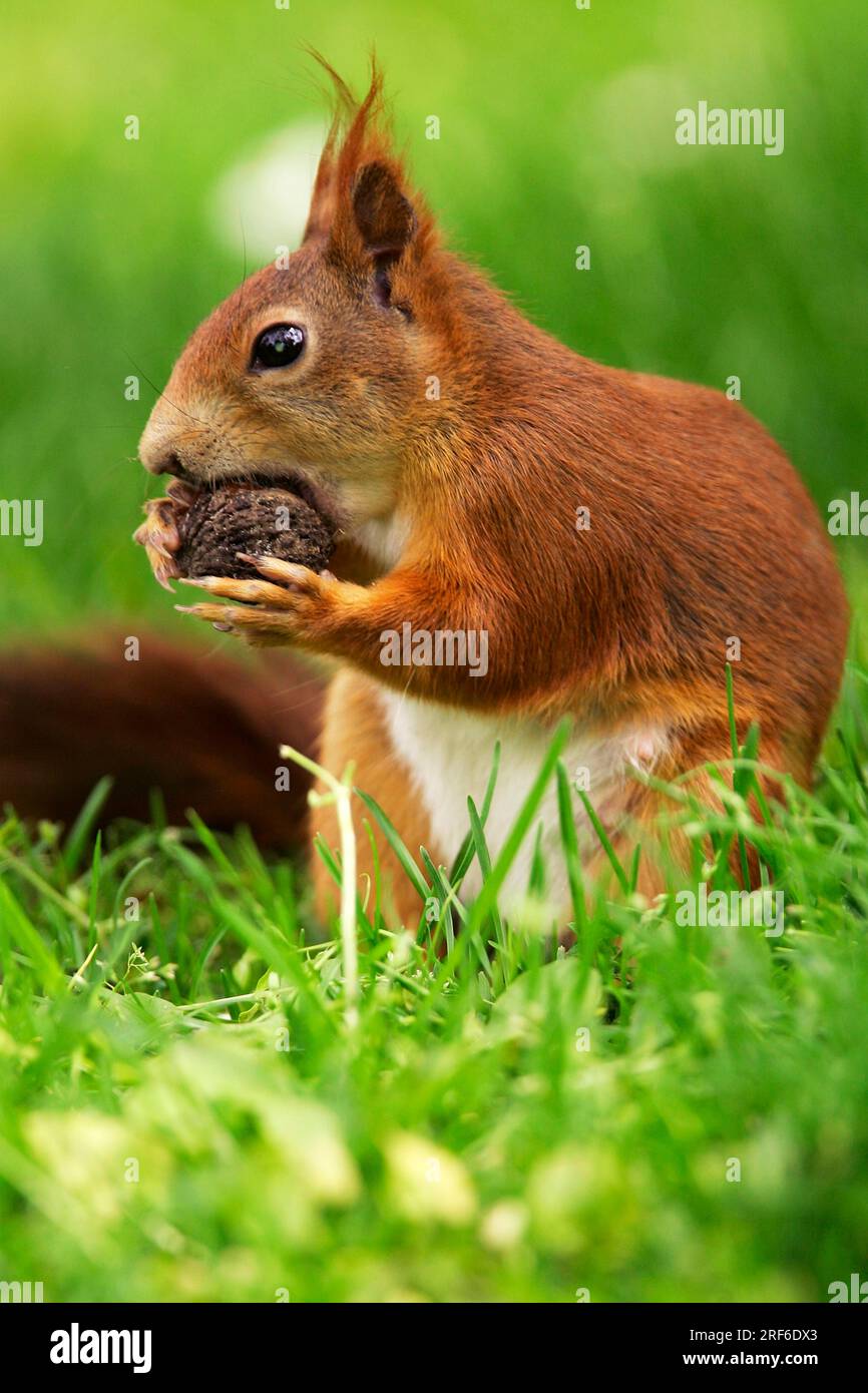 Eurasian red squirrel (Sciurus vulgaris), Red Squirrel eats a nut, eating a nut Stock Photo - Alamy