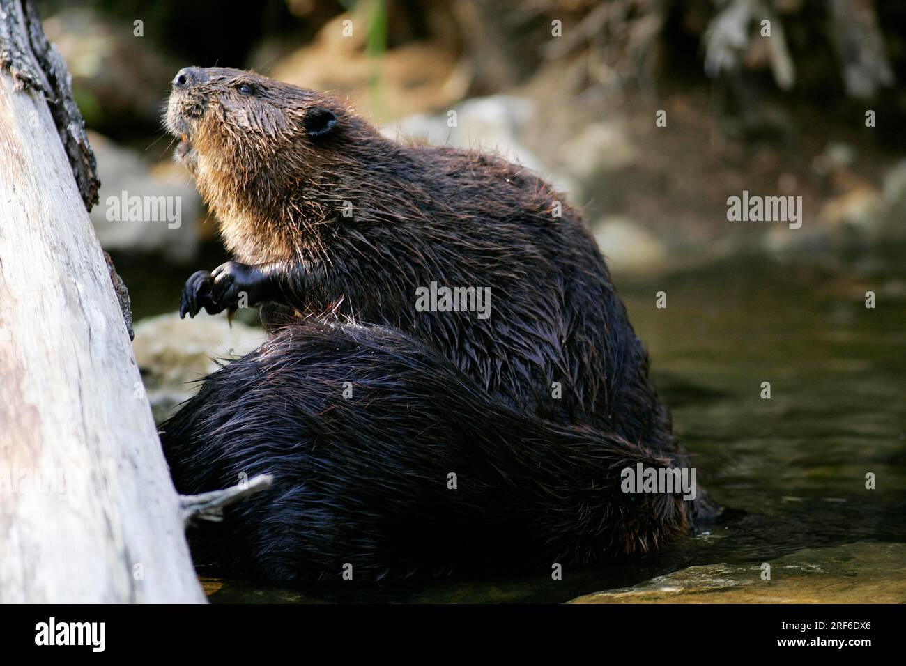 North American Beaver (Castor canadensis Stock Photo - Alamy