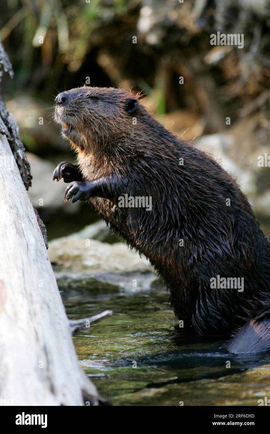 North American Beaver (Castor canadensis Stock Photo - Alamy