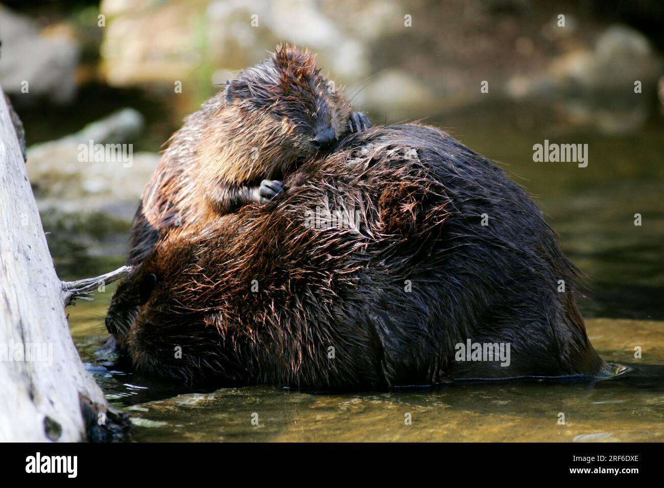 North American Beaver (Castor canadensis Stock Photo - Alamy