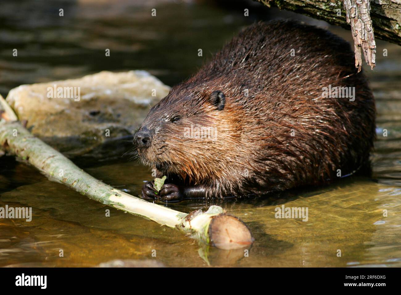 North American Beaver (Castor canadensis Stock Photo - Alamy
