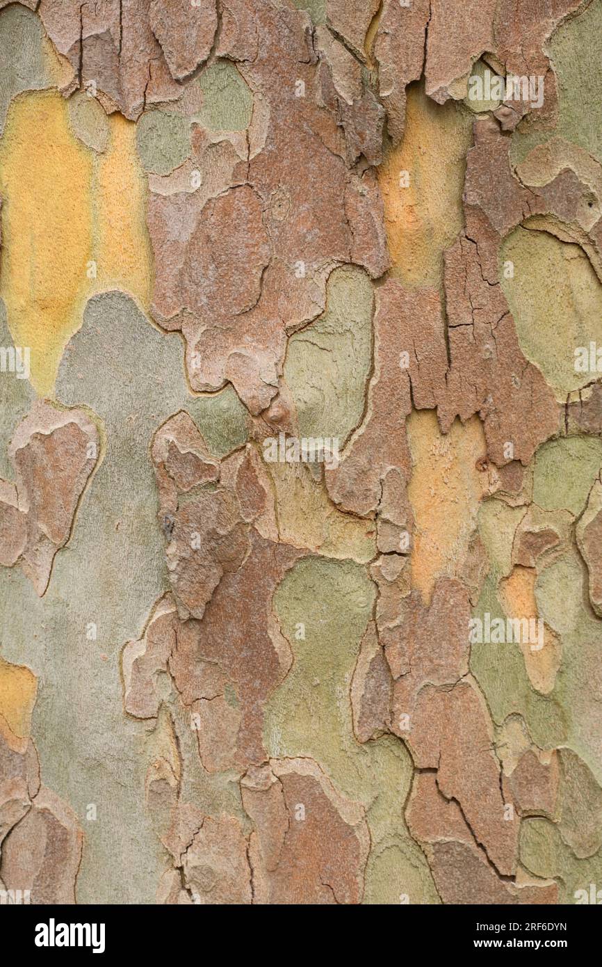Platanus x hispanica bark hi-res stock photography and images - Alamy