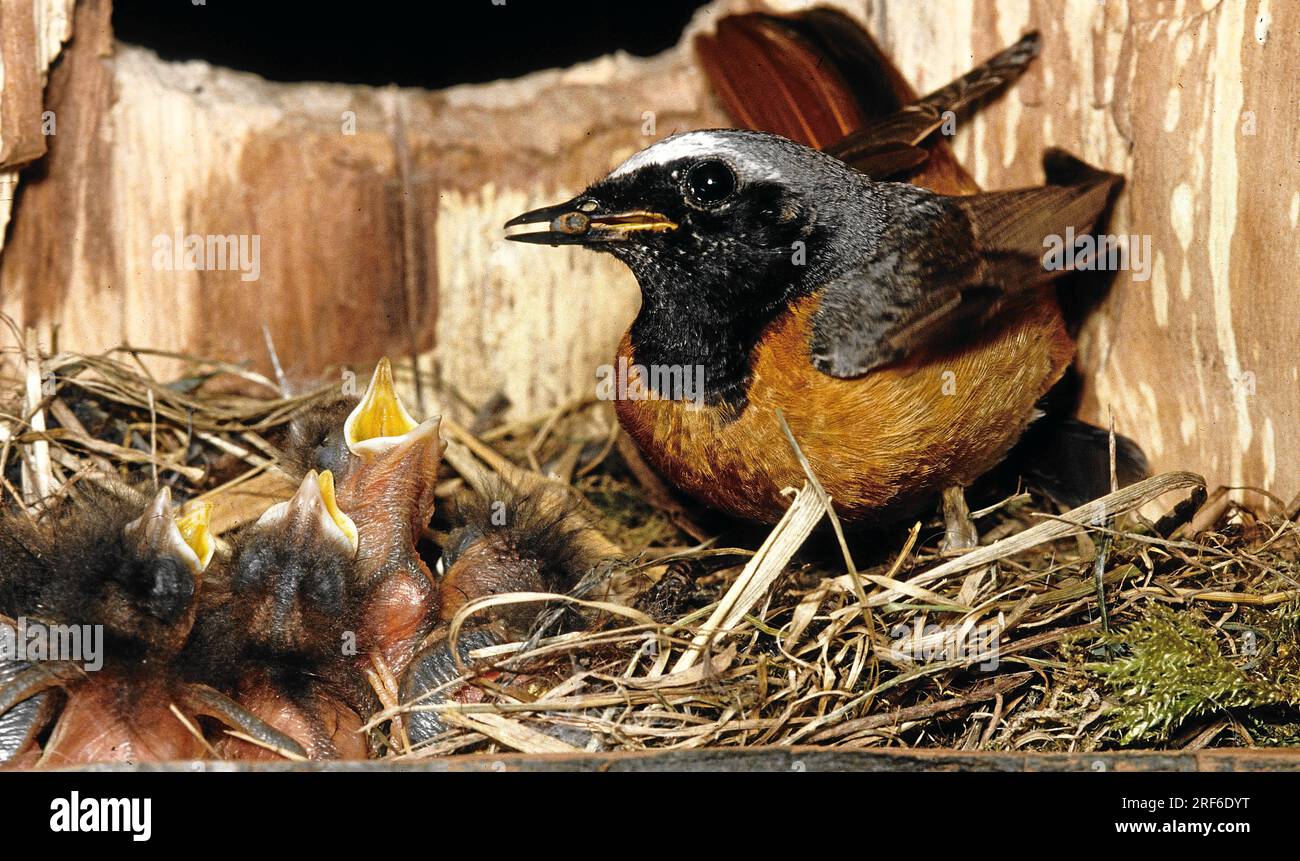 Common redstart (Phoenicurus phoenicurus), Common Redstart, europe ...