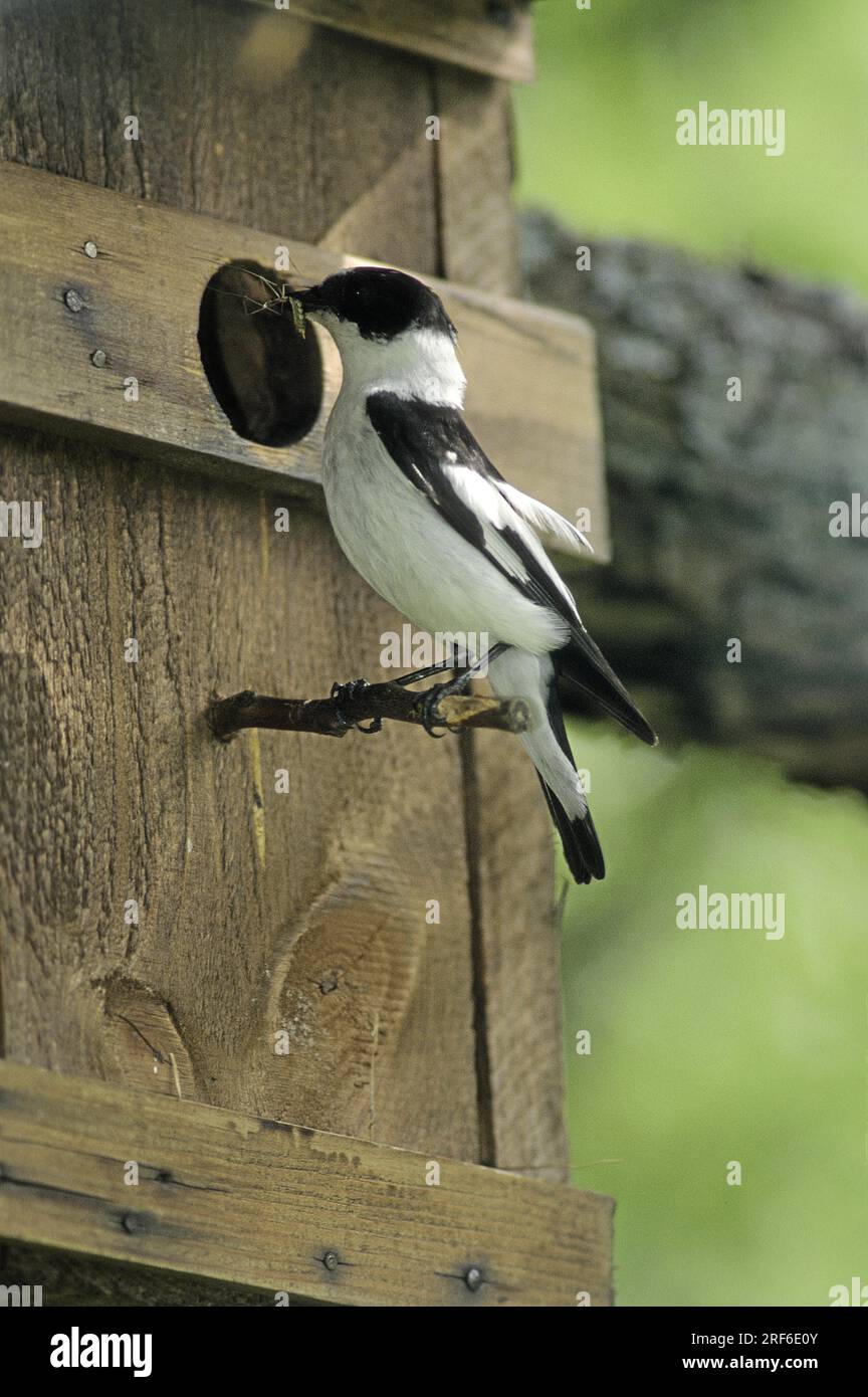 Collared Flycatcher (Ficedula albicollis), Male, Collared Flycatcher ...