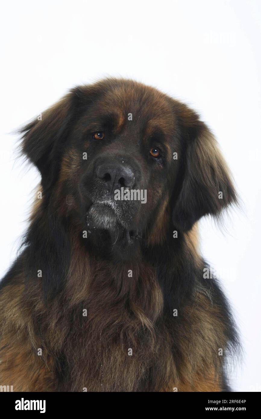 Friendly leonberger hi-res stock photography and images - Alamy
