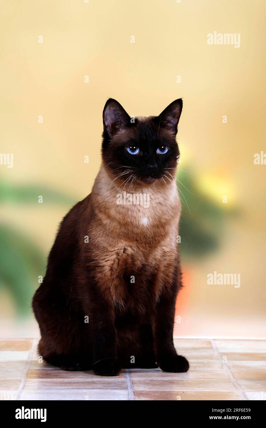 Classic Siamese Cat Stock Photo - Alamy