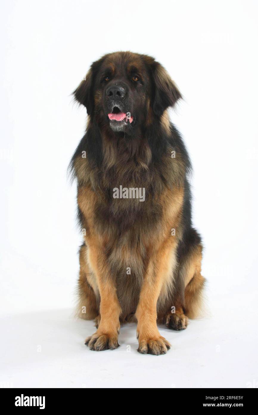 Friendly leonberger hi-res stock photography and images - Alamy
