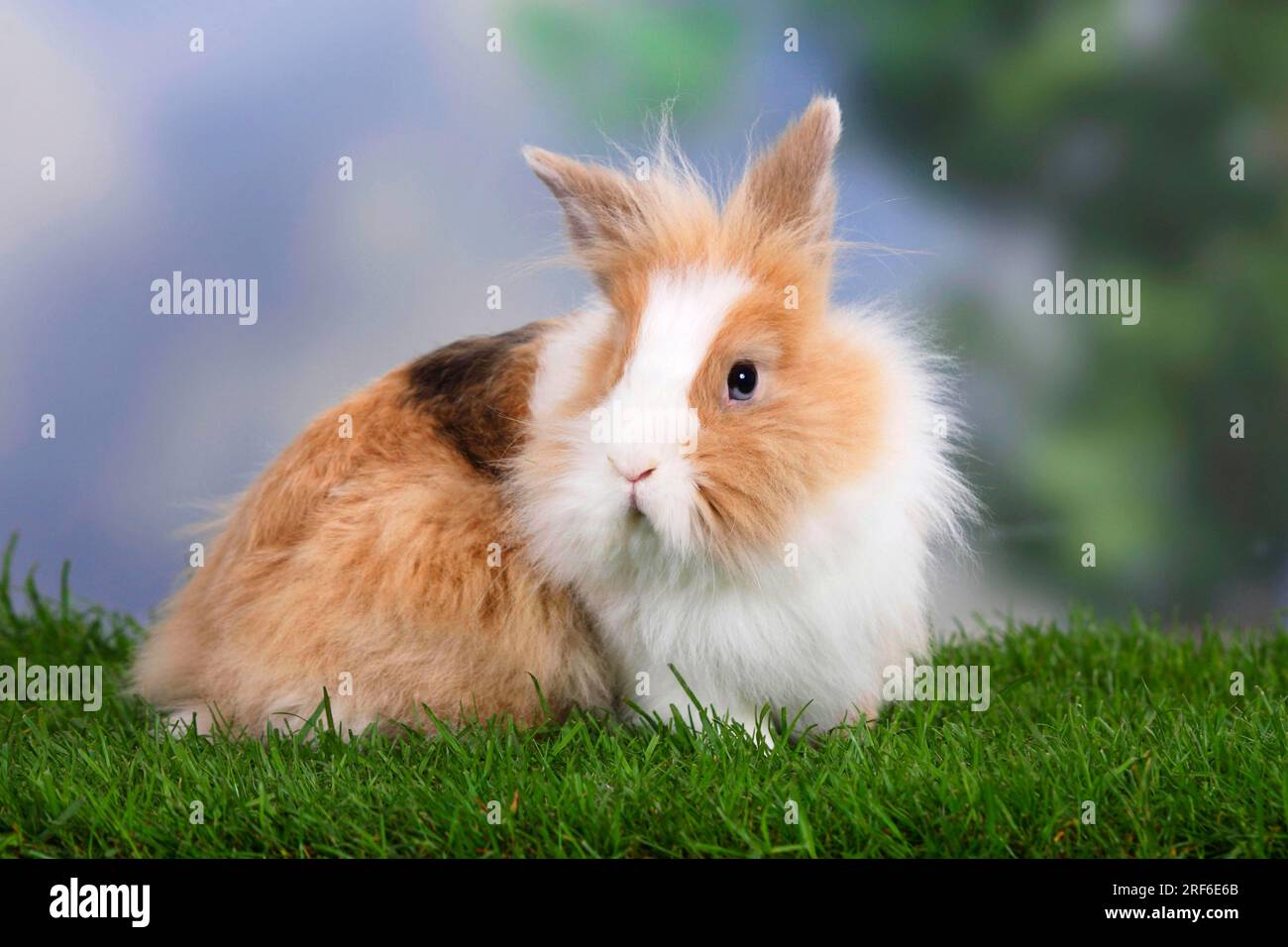 Lion-maned dwarf rabbit, lion-headed rabbit, domestic rabbit, dwarf ...