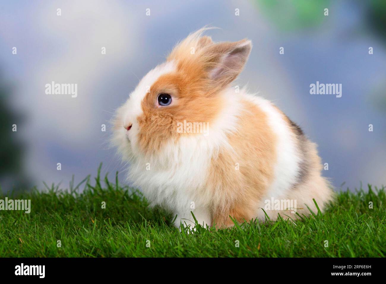 Lion maned rabbit hi-res stock photography and images - Alamy