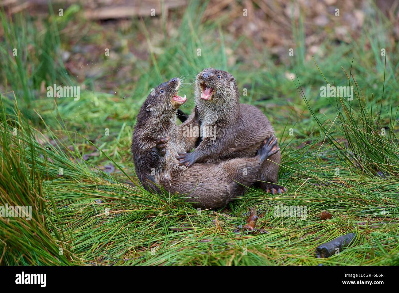 European otter (Lutra lutra), two animals fighting on the bank, captive ...