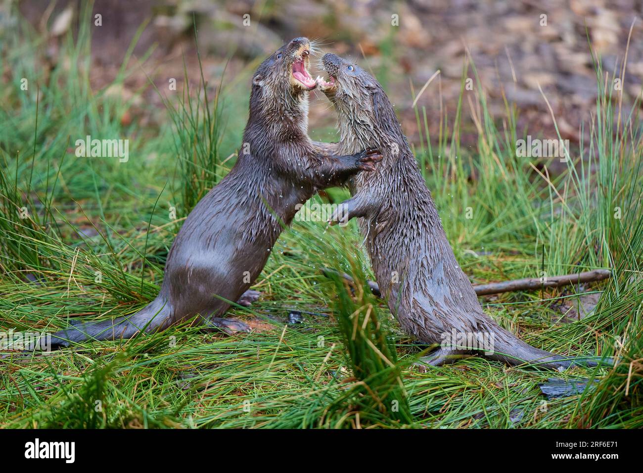 European otter (Lutra lutra), two animals fighting on the bank, captive ...