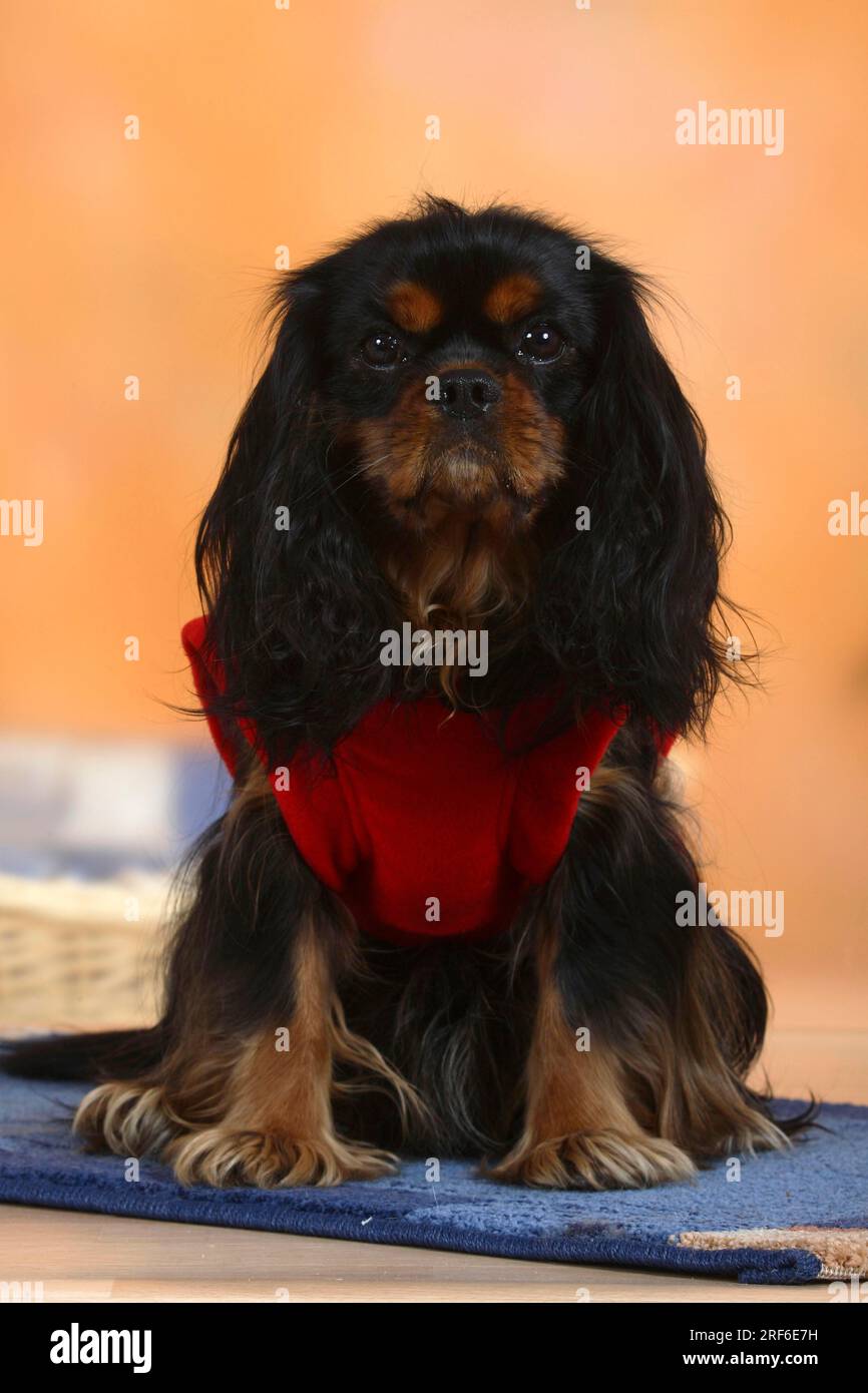 Cavalier King Charles Spaniel, black-and-tan, with jumper, protective ...