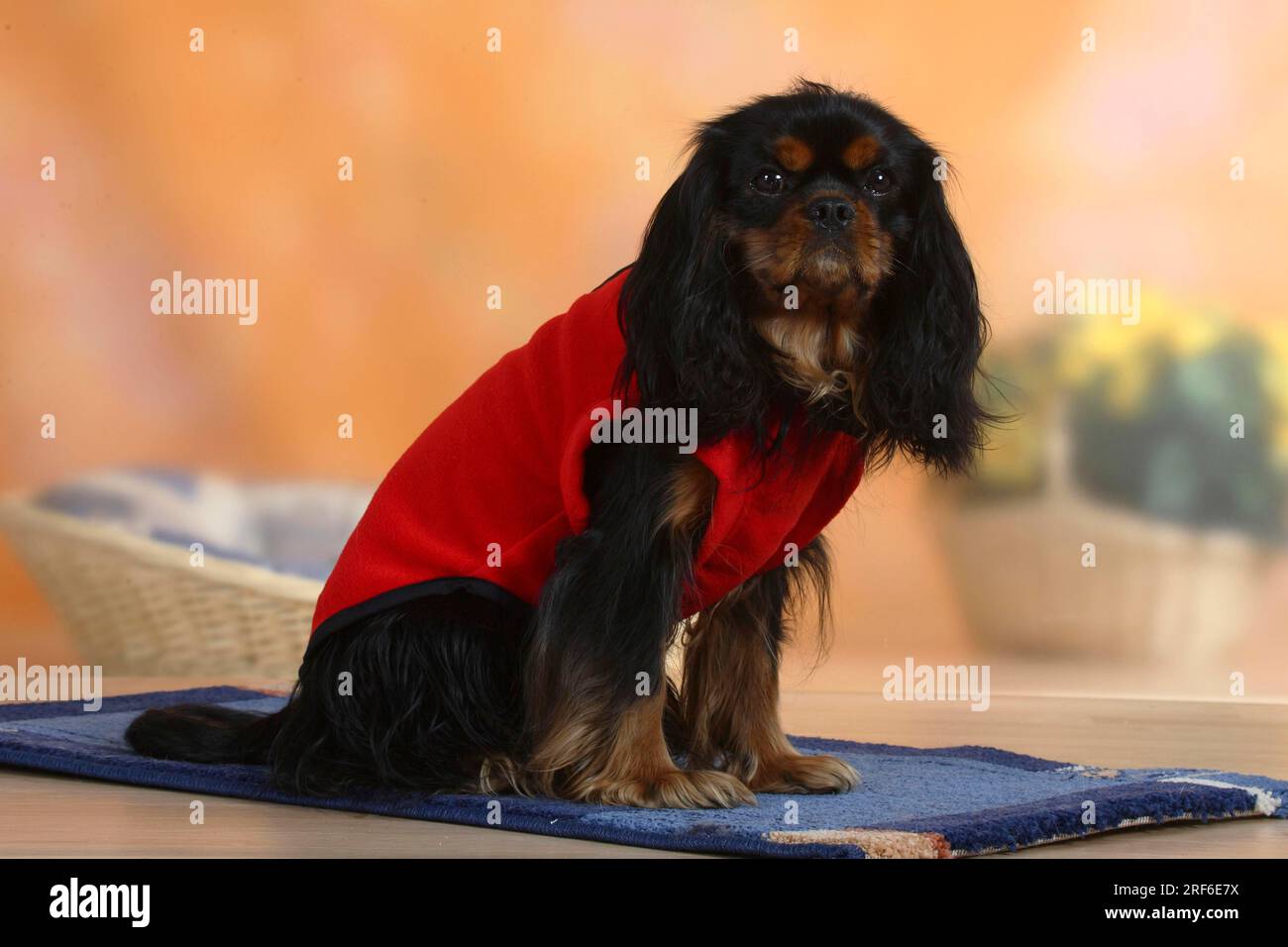 Cavalier King Charles Spaniel, black-and-tan, with jumper, protective ...