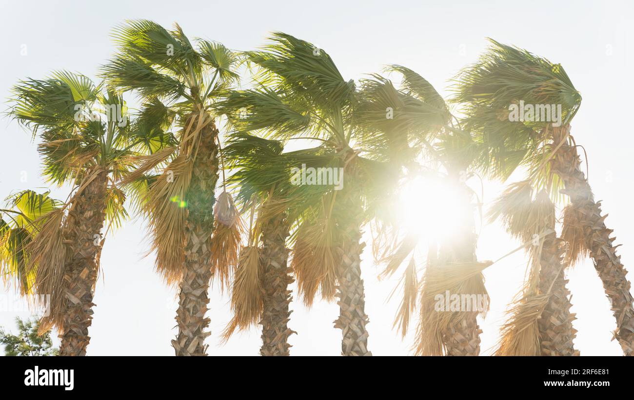 Sun shining over palm trees Stock Photo - Alamy