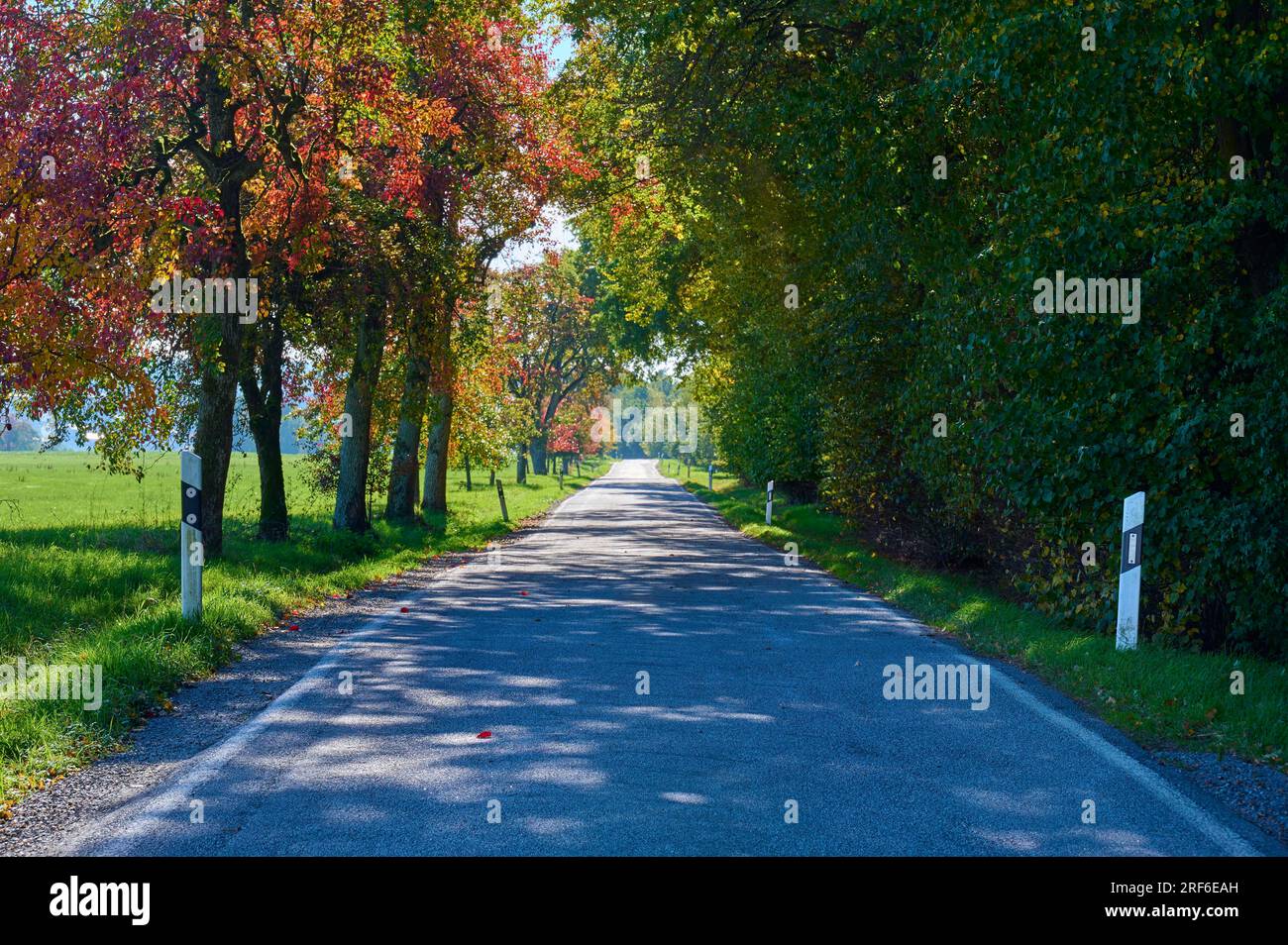 Road, row of trees, pear tree, morning, autumn, beeches, Odenwald ...