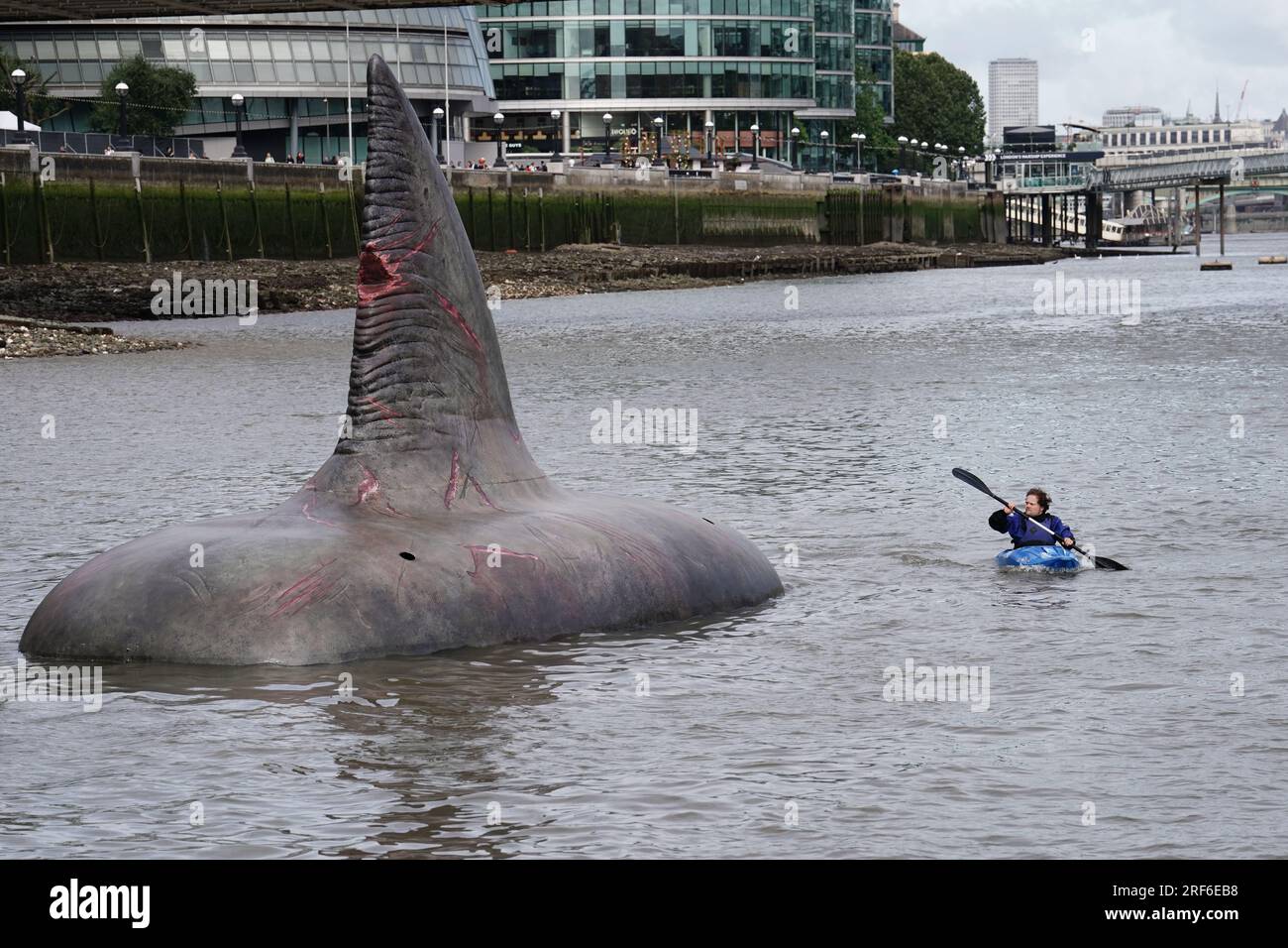 A kayaker passes floating models of megalodon shark fins by Tower ...