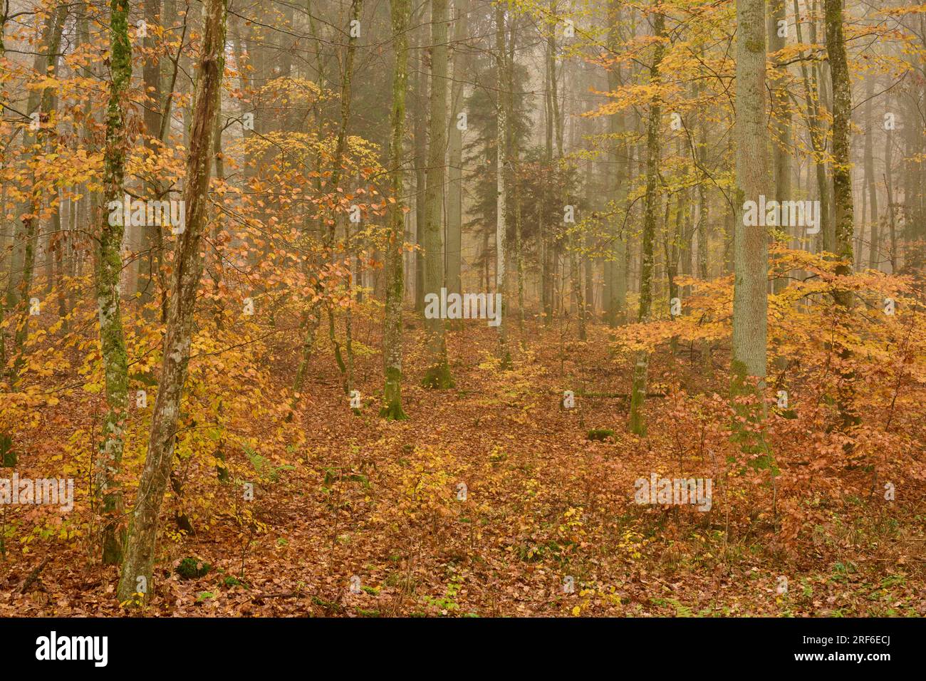 Deciduous forest, Colourful, Fog, Autumn, Helmstadt, Wuerzburg ...
