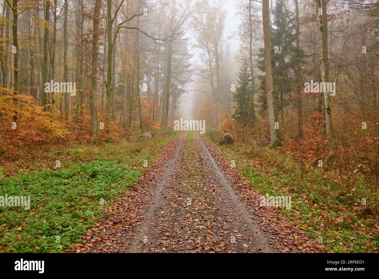 Forest path, deciduous forest, colourful, fog, autumn, Helmstadt ...