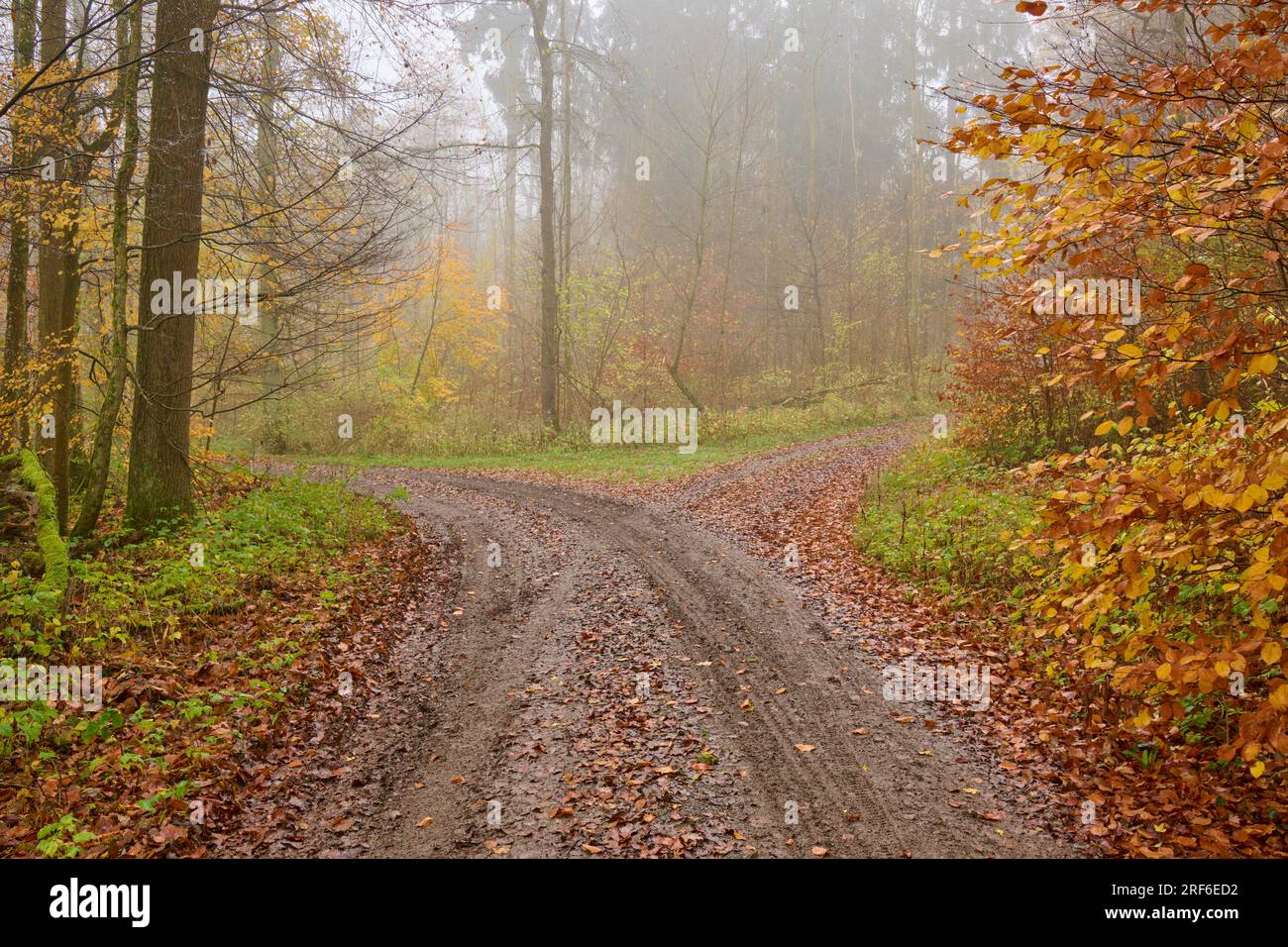 Fork, forest path, deciduous forest, colourful, fog, autumn, Helmstadt ...