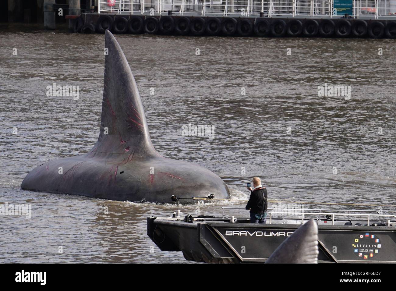 A floating model of a megalodon shark fin by Tower Bridge during a ...