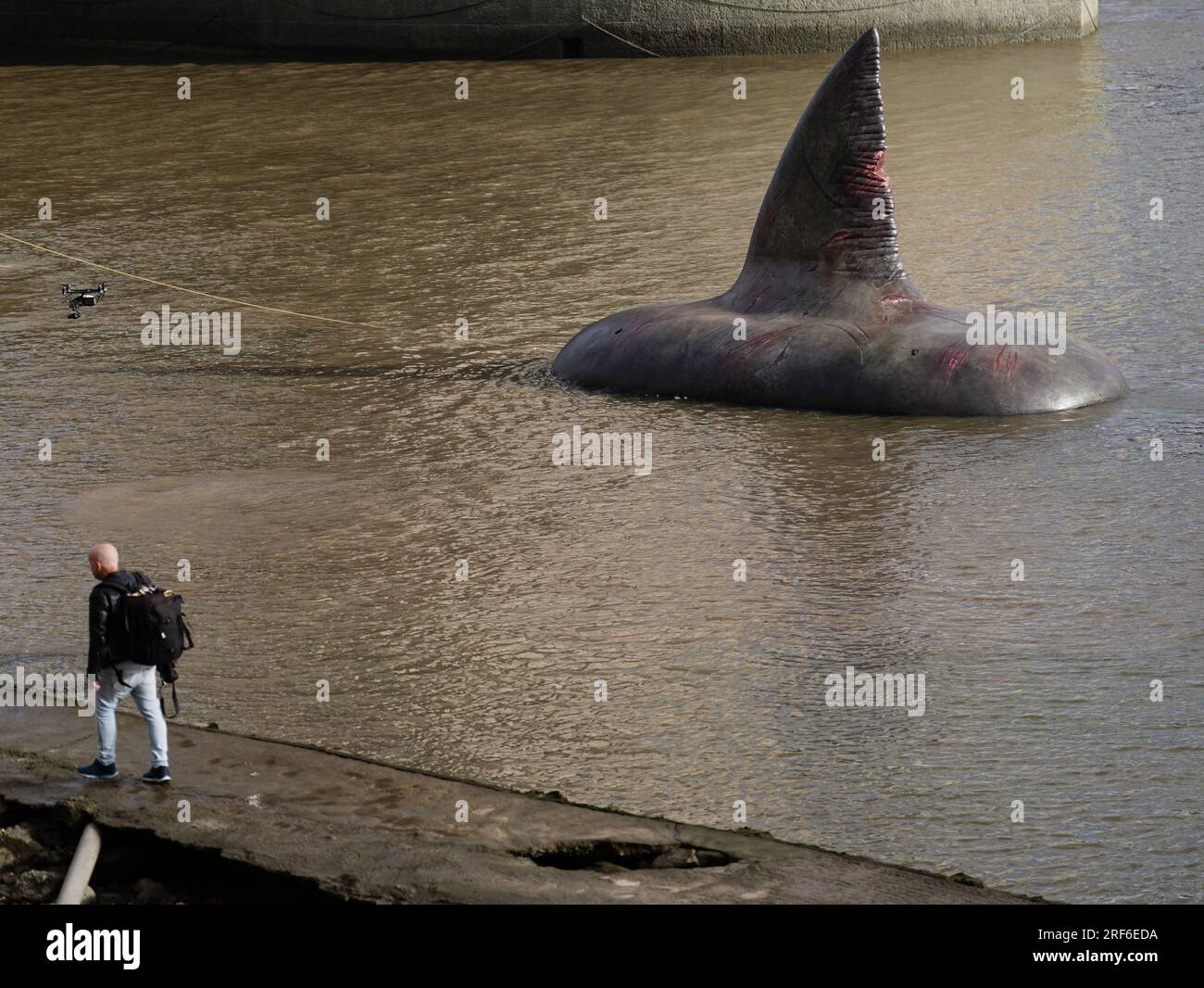Megalodon Shark Fin Megalodon And Other Prehistoric Sharks By Tammy