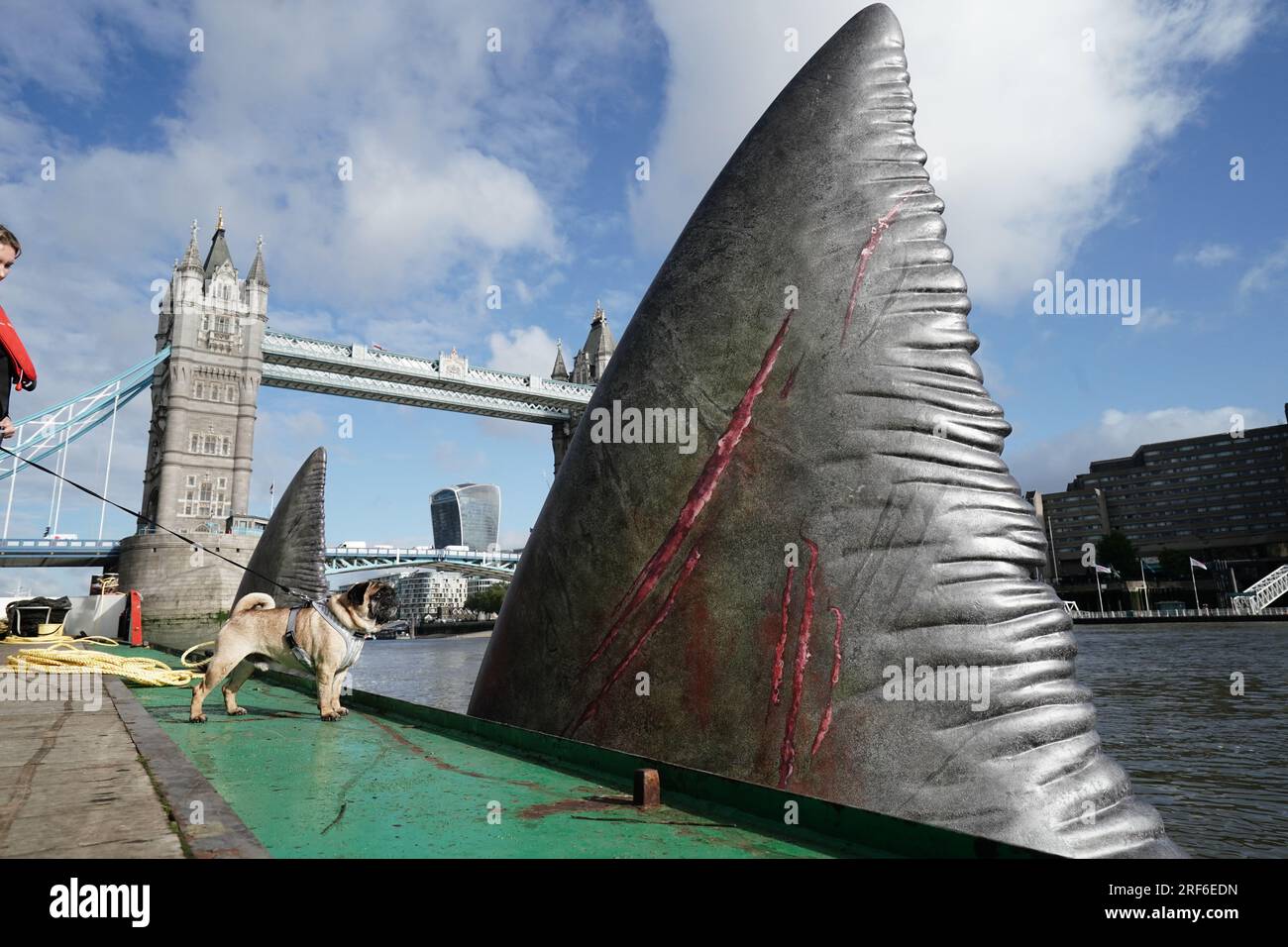 A dog next to floating models of megalodon shark fins by Tower Bridge ...