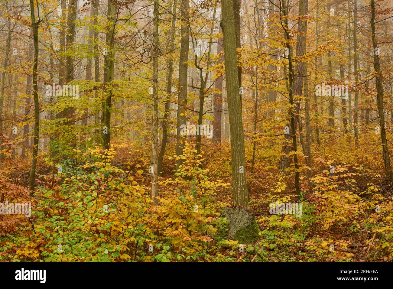 Deciduous forest, Colourful, Fog, Autumn, Helmstadt, Wuerzburg ...