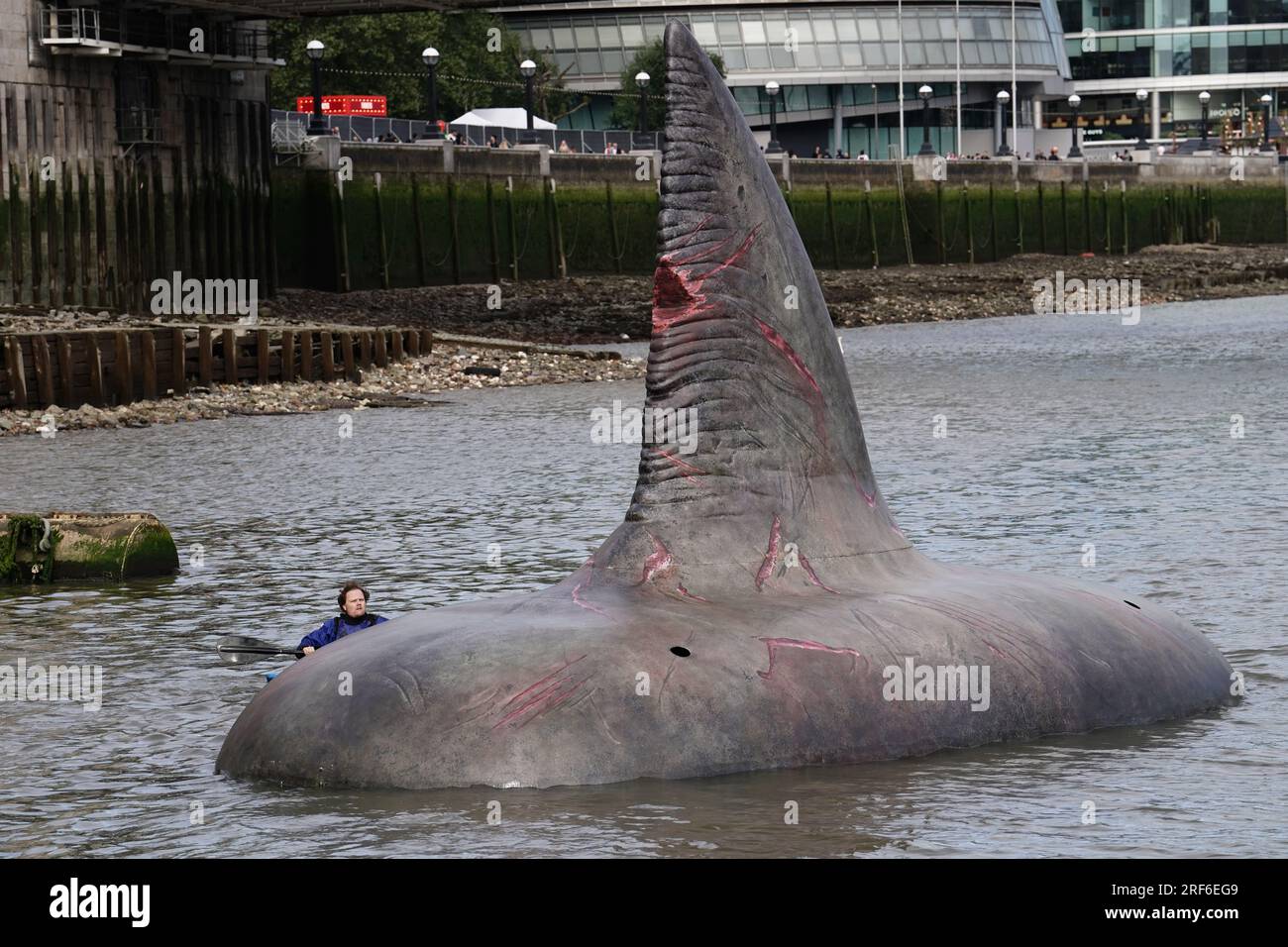 A kayaker passes a floating model of a megalodon shark fin by Tower ...