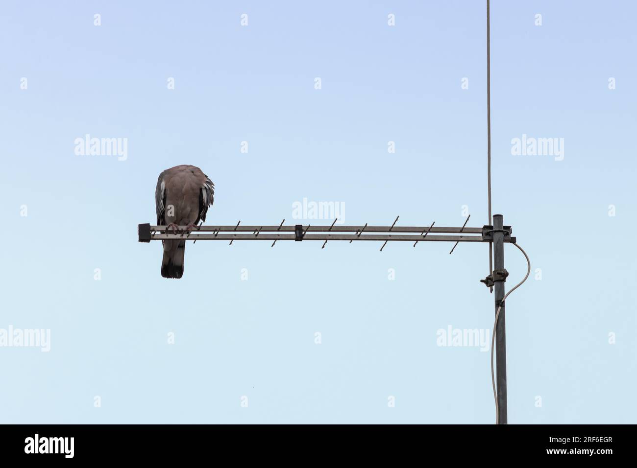 Antena domestica hi-res stock photography and images - Alamy