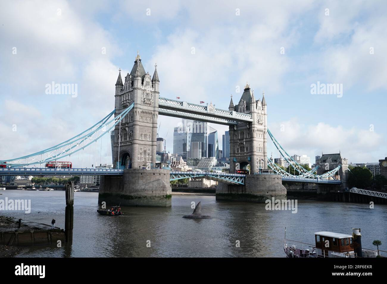 A floating model of a megalodon shark fin is towed under Tower Bridge ...