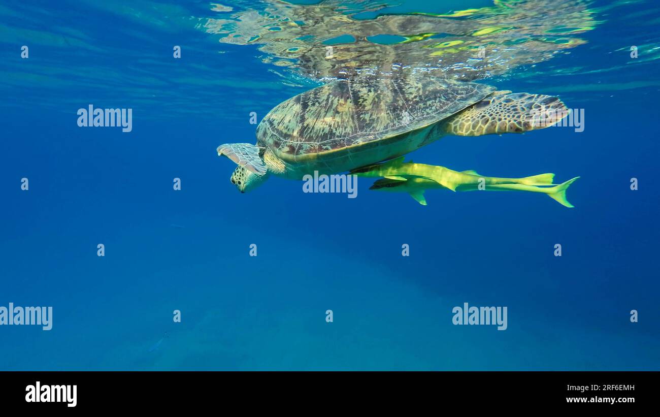 Great Green Sea Turtle (Chelonia mydas) is resting on surface of water ...