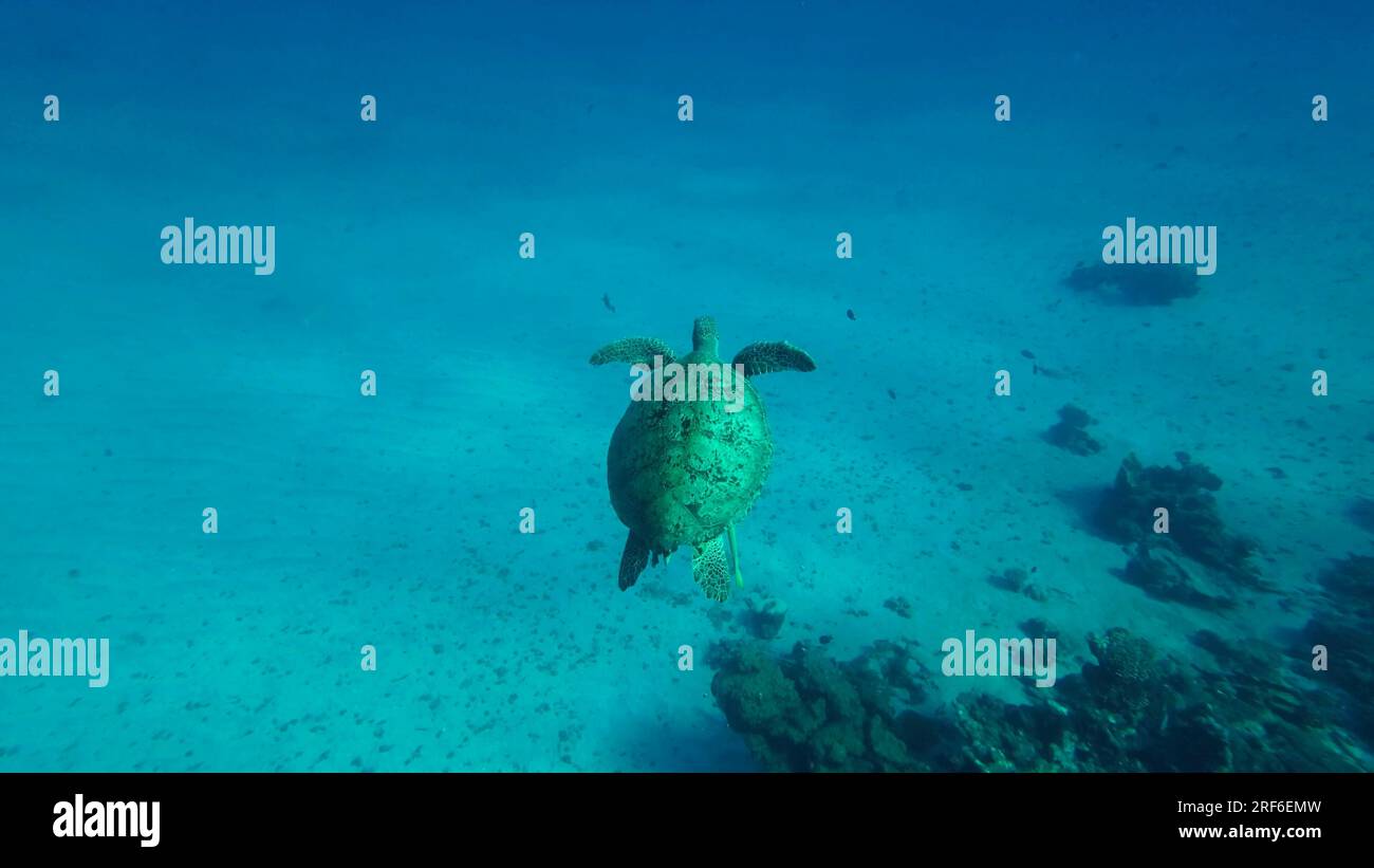 Seabed underwater deep hi-res stock photography and images - Alamy
