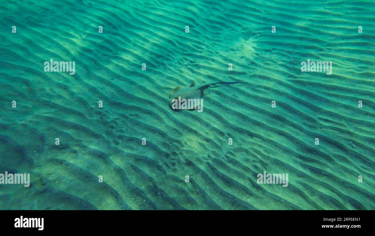 Top vieew of Stingray floating over seabed on sunny day.Blue spotted ...