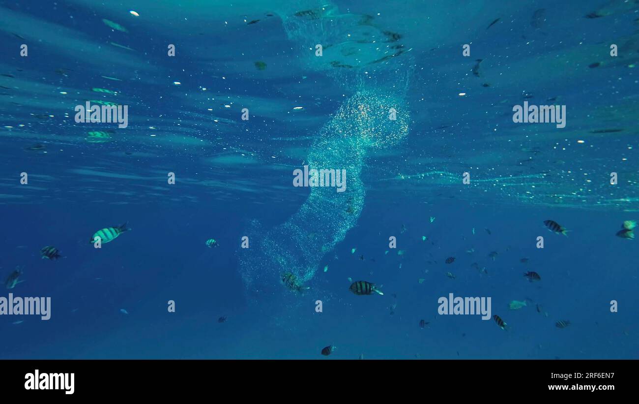 Colonial Pyrosoma Tunicates drifts under surface of blue water in ...