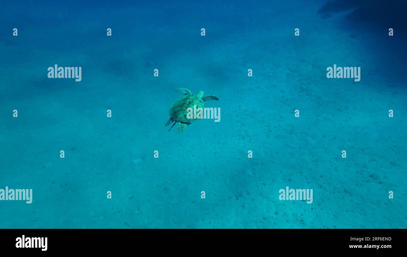 Green sea turtle floating in hi-res stock photography and images - Alamy