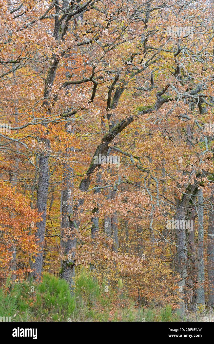 Deciduous forest, oak trees (Quercus) with autumn leaves, Moselle ...