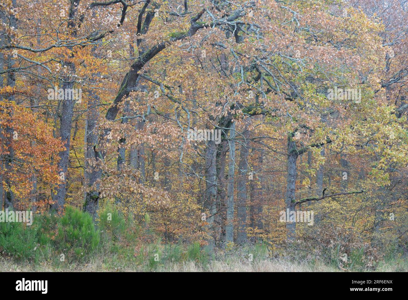 Deciduous forest, oak trees (Quercus) with autumn leaves, Moselle ...