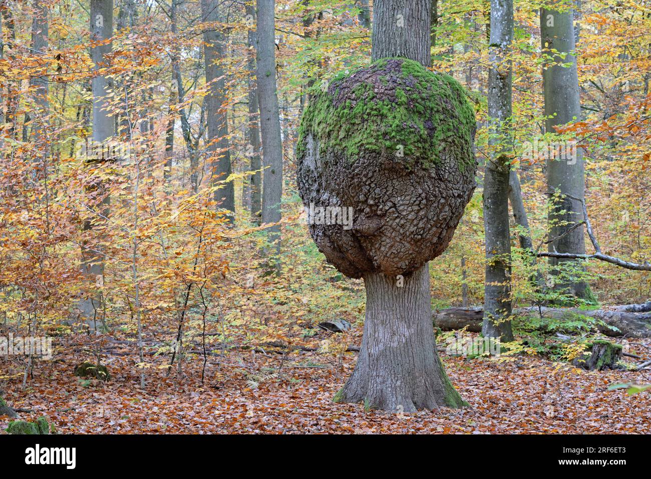 Oak (Quercus), tree trunk with a growth, oak canker, autumn forest ...