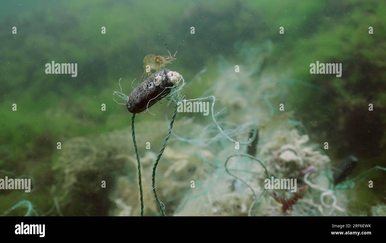 Baltic prawn shrimp sitting on a buoy lost fishing net on green algae ...